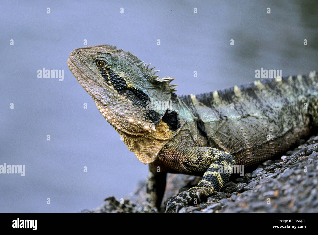 Australian water dragons hi-res stock photography and images - Alamy