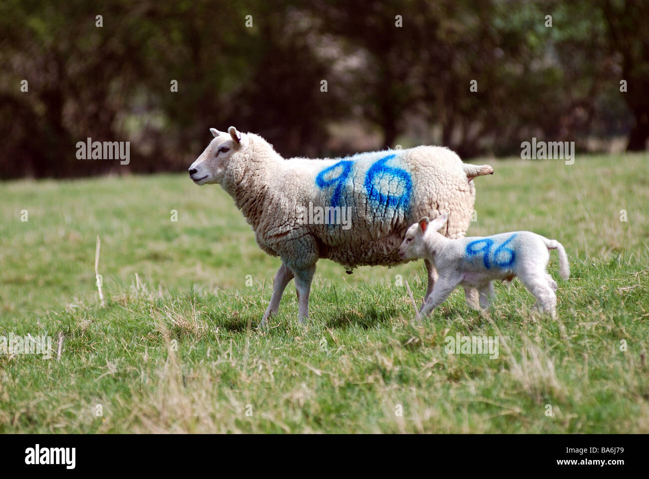 Numbers on the sheep hi-res stock photography and images - Alamy
