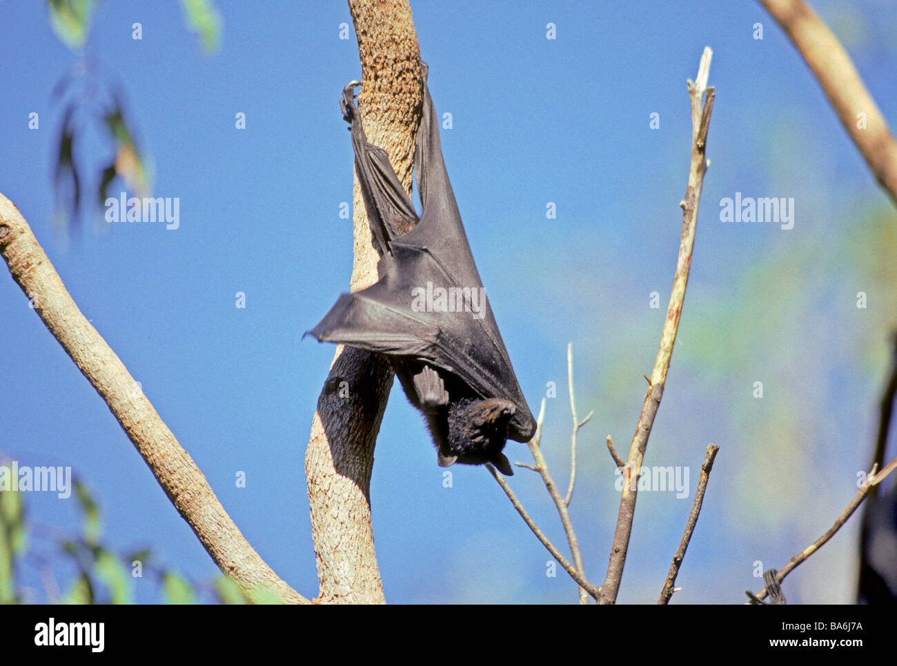 black flying fox / Pteropus alecto Stock Photo - Alamy