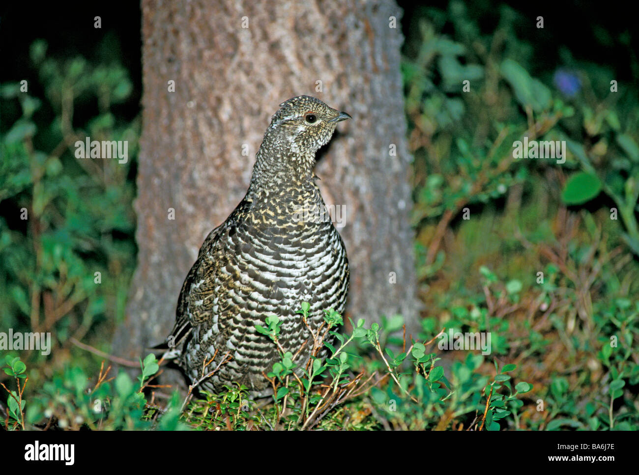 Fool hen hi-res stock photography and images - Alamy