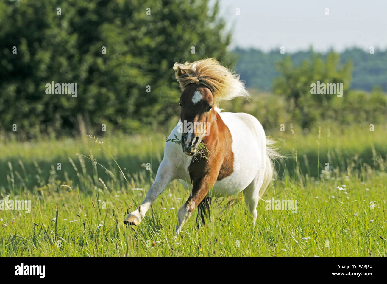 Mini horse run hi-res stock photography and images - Alamy