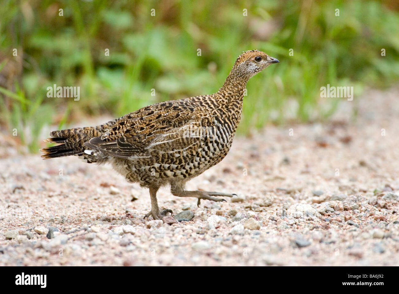 Fool hen hi-res stock photography and images - Alamy