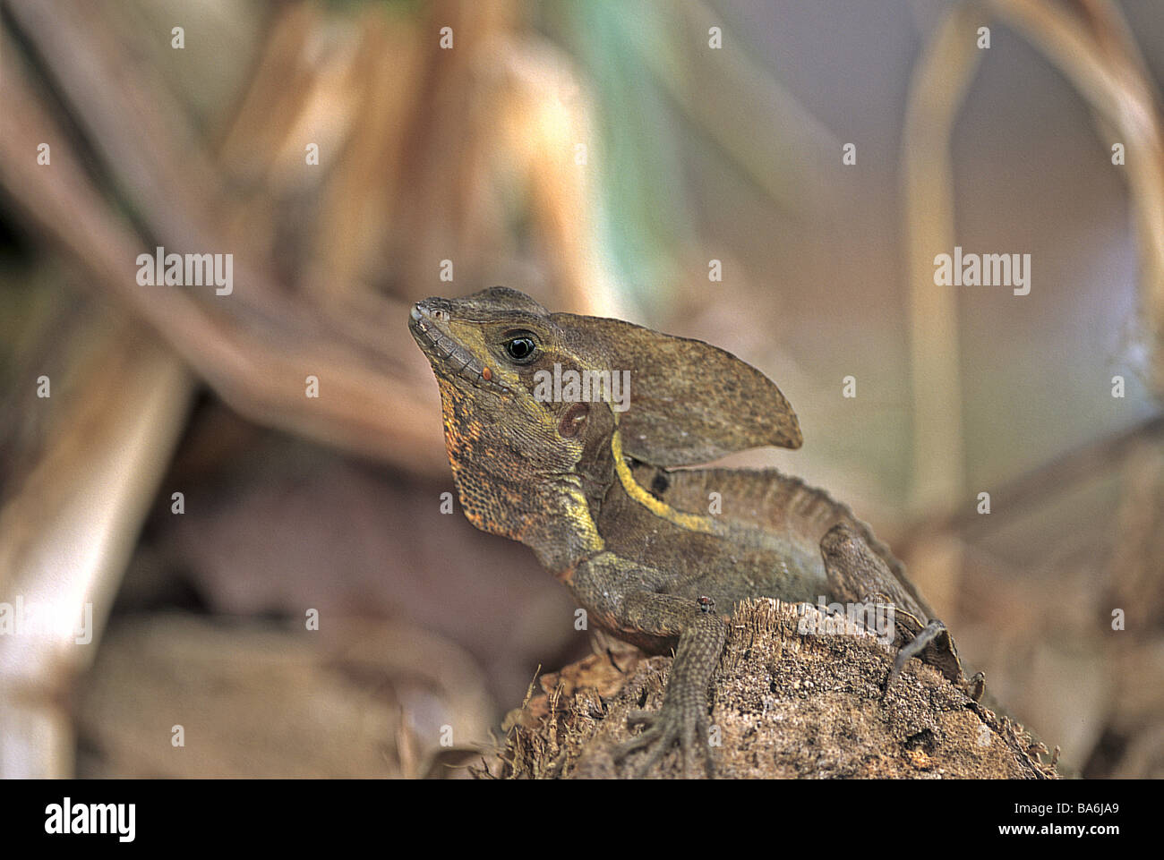 Basilisc hi-res stock photography and images - Alamy