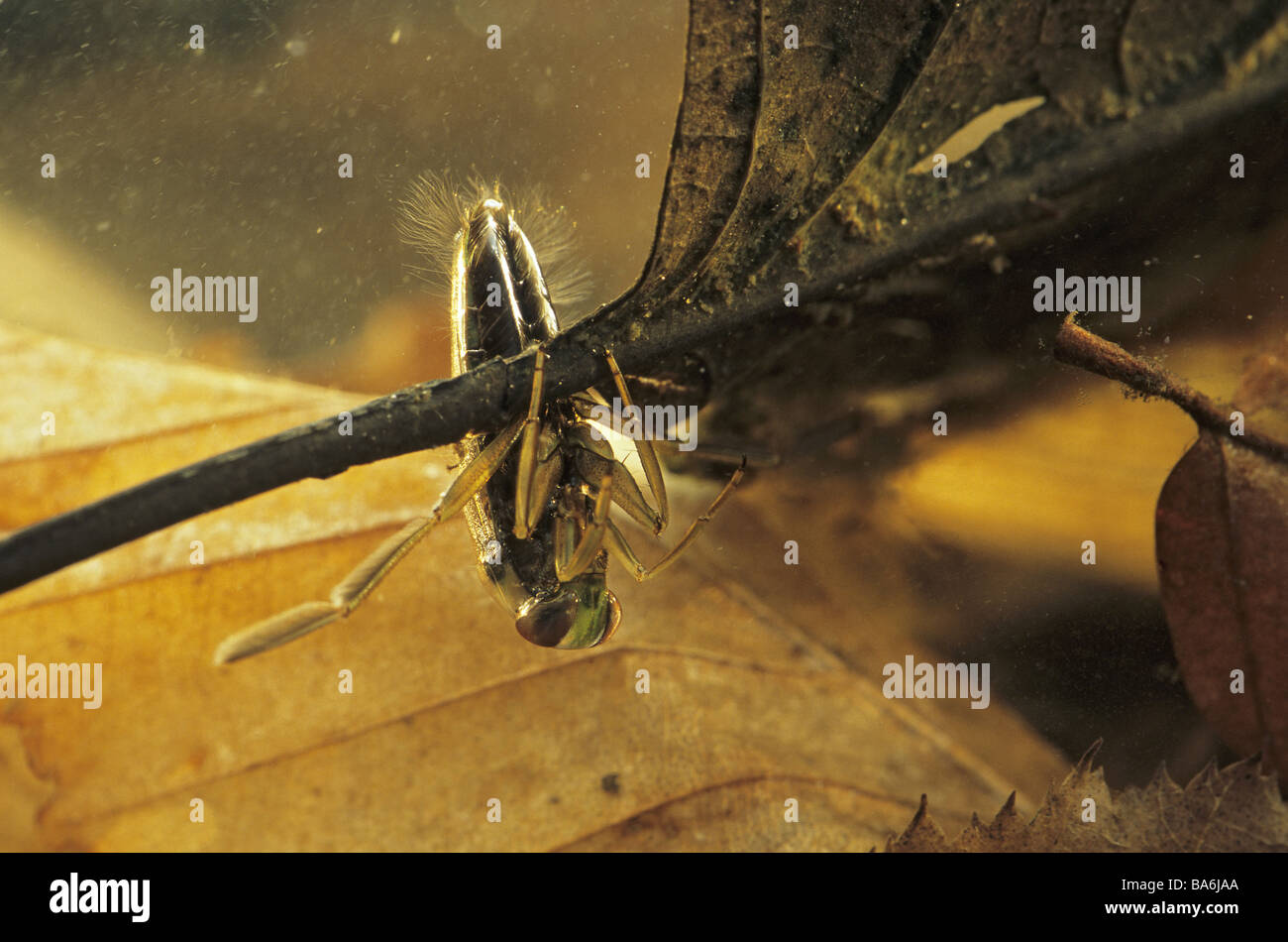 Common Backswimmer / Notonecta glauca Stock Photo - Alamy