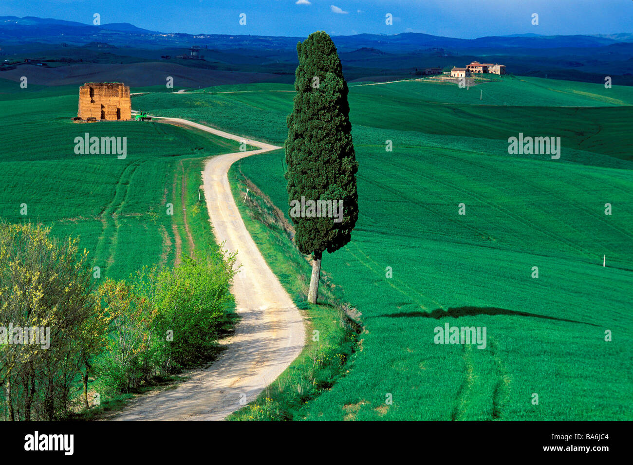Italy, Tuscany, Sienne Province, countryside path and cypress Stock ...