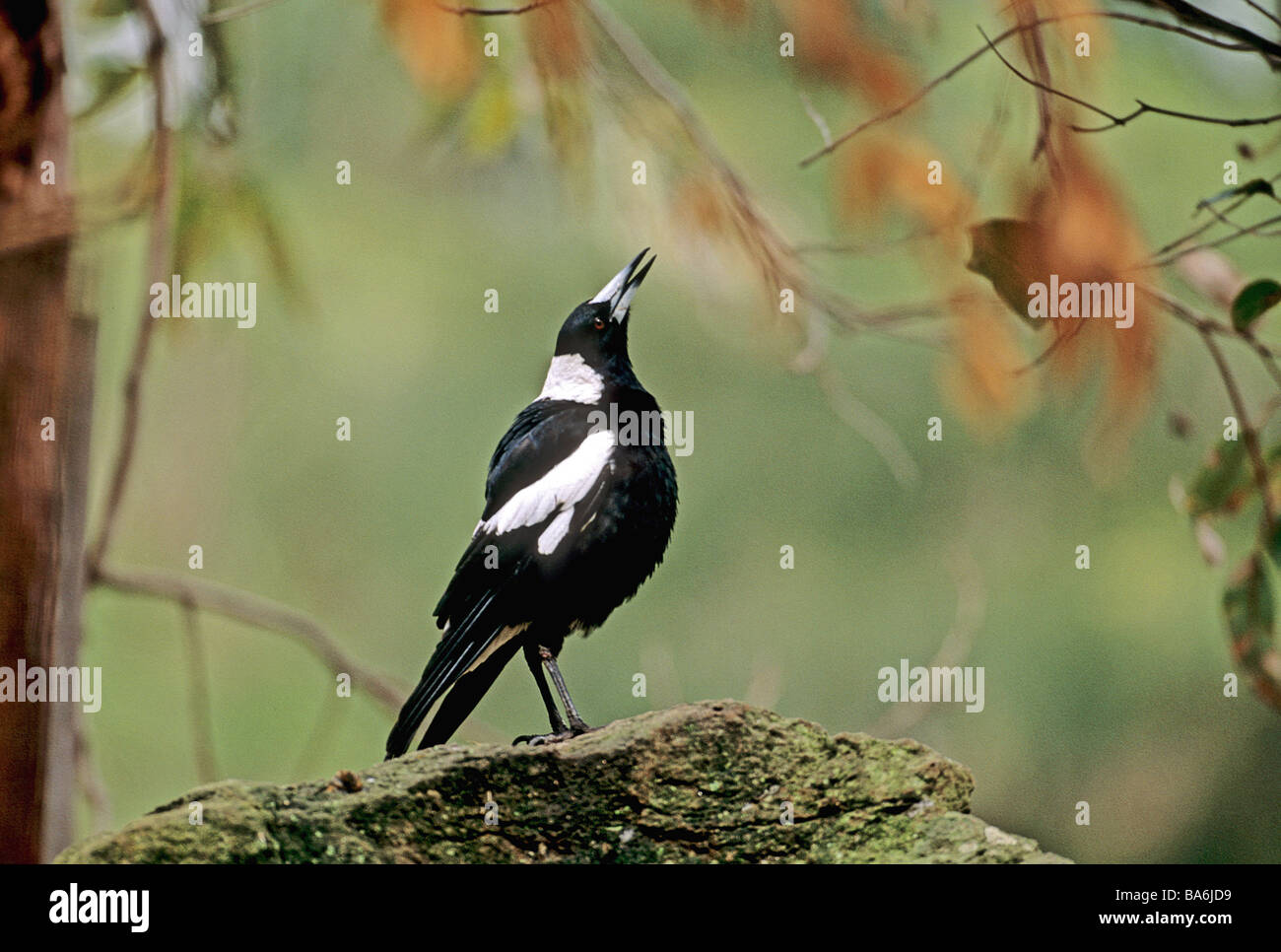 Australian Magpie (Gymnorhina tibicen) standing on a rock while calling ...