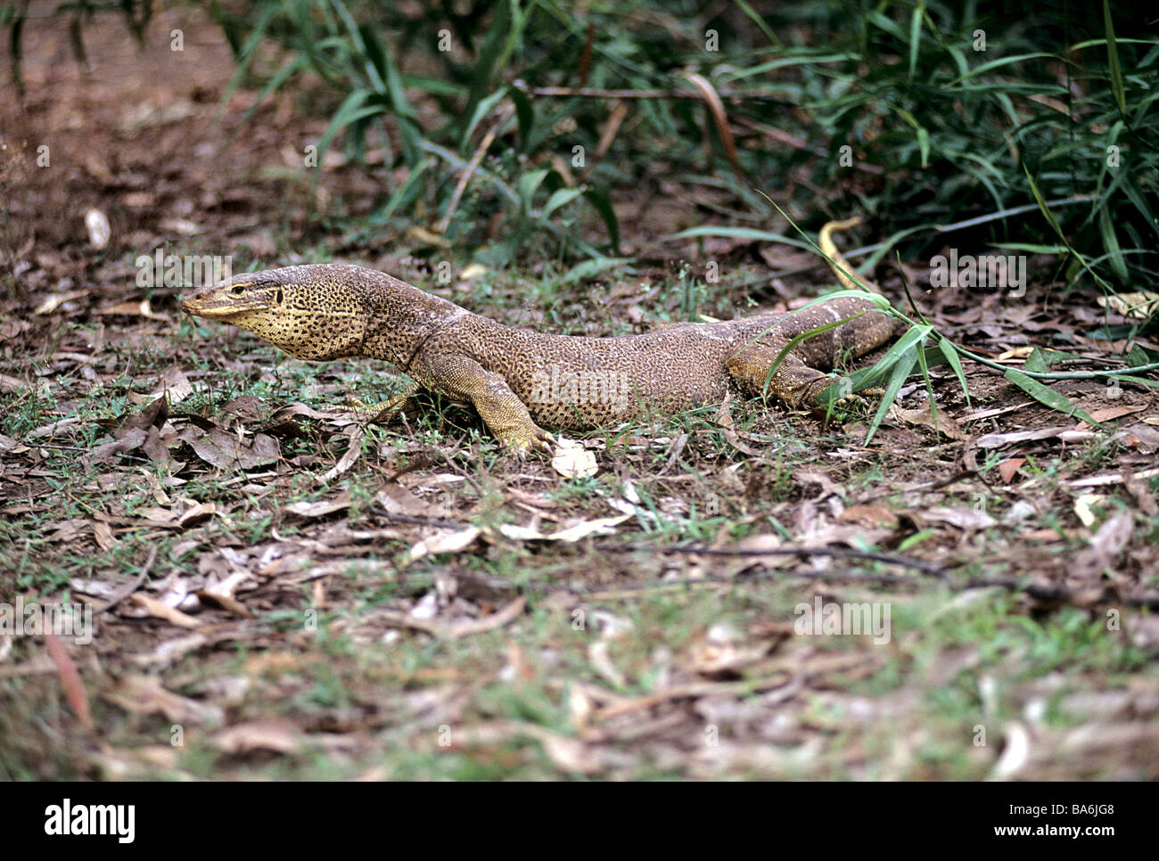 Goulds monitor lizard varanus gouldii hi-res stock photography and ...