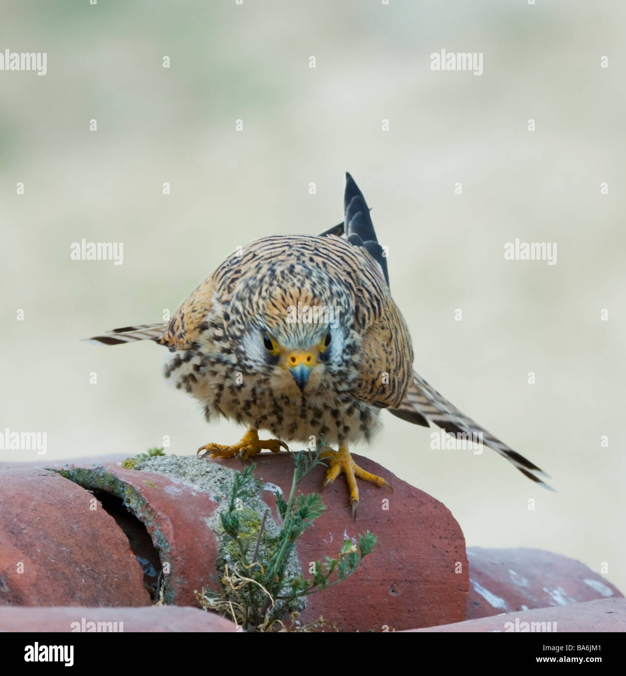 Female Lesser Kestrel Falco naumanni Extremadura Spain Stock Photo - Alamy