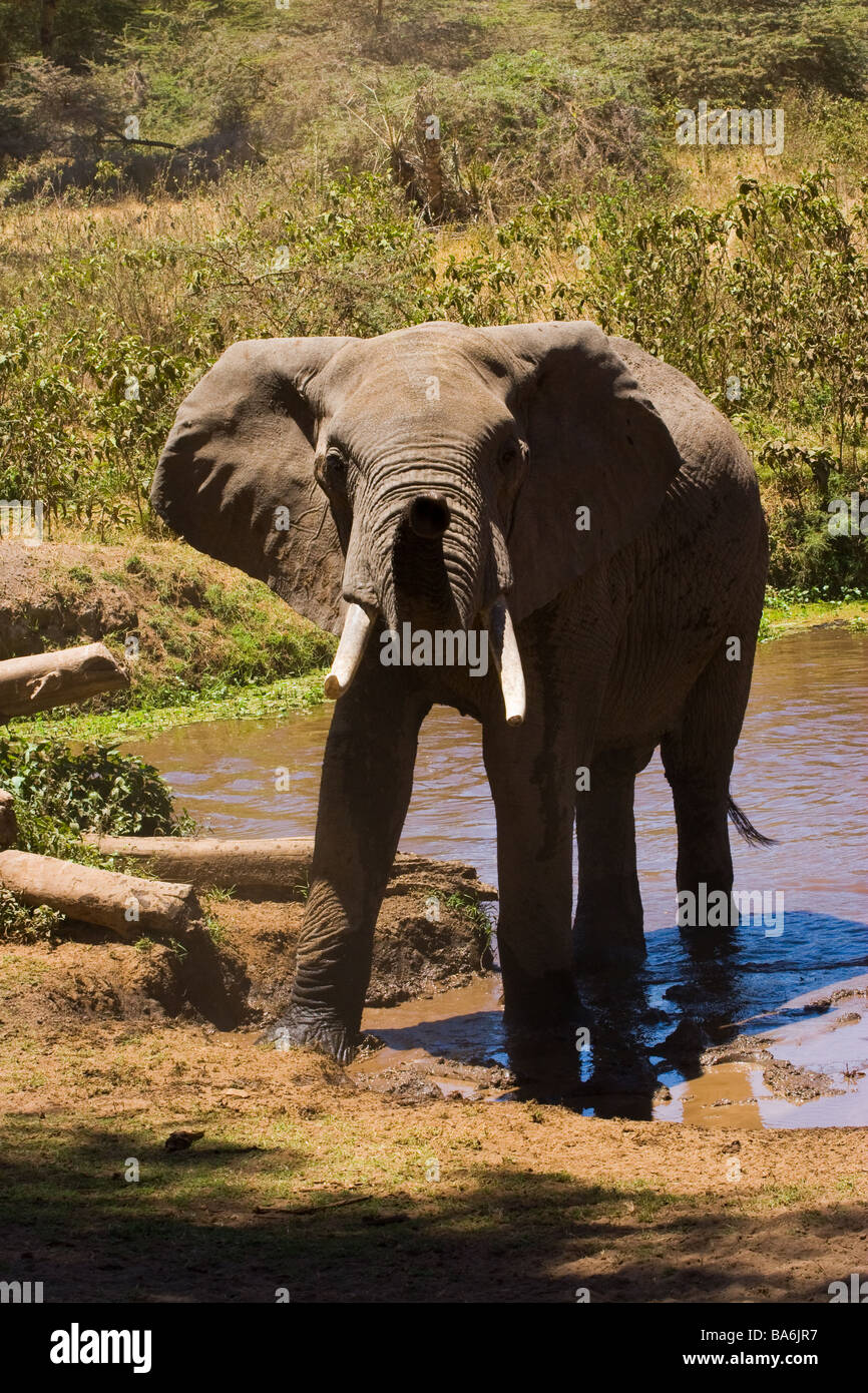 Elephant stampede hi-res stock photography and images - Alamy