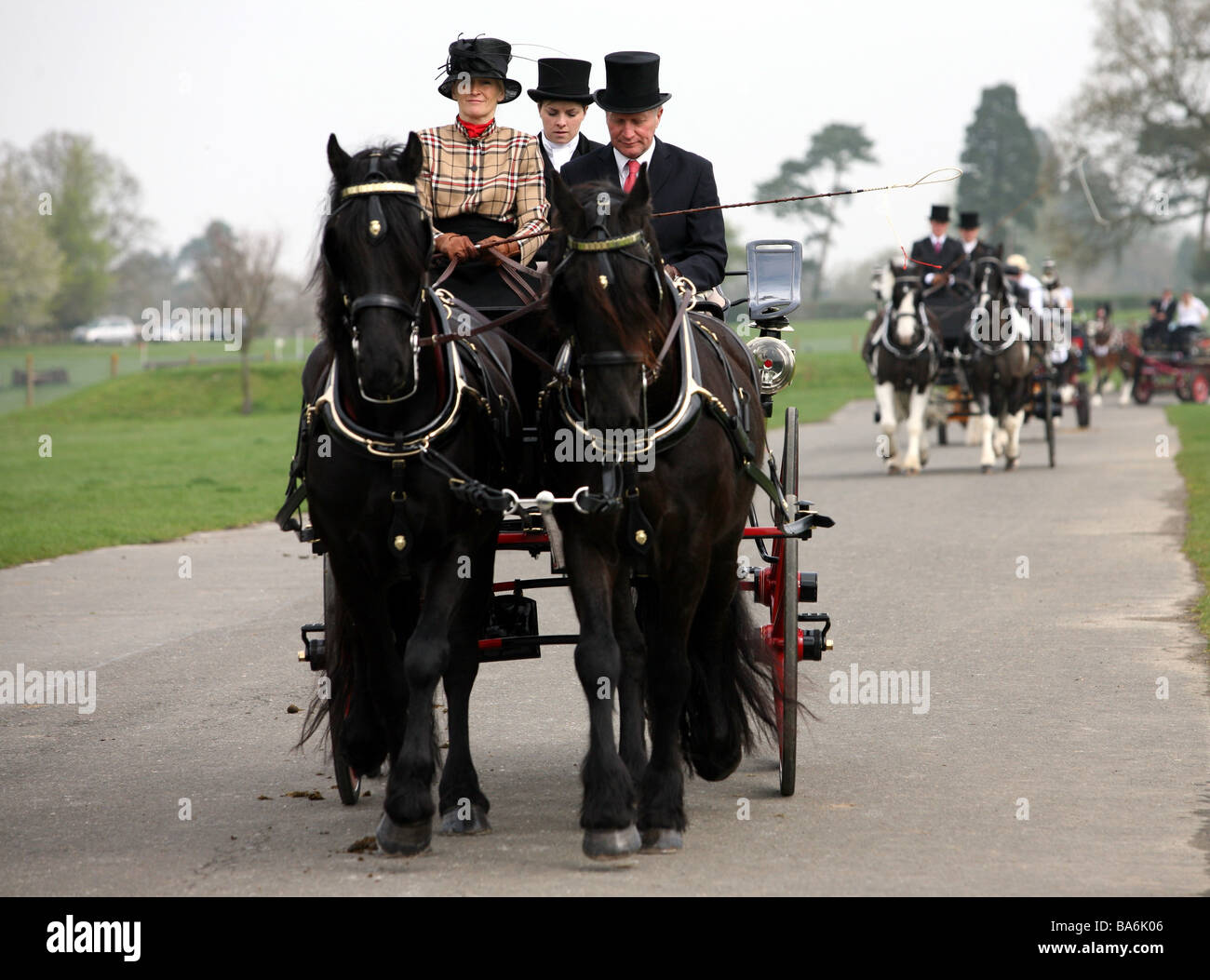 Black horse stallion pulling carriage hi-res stock photography and ...