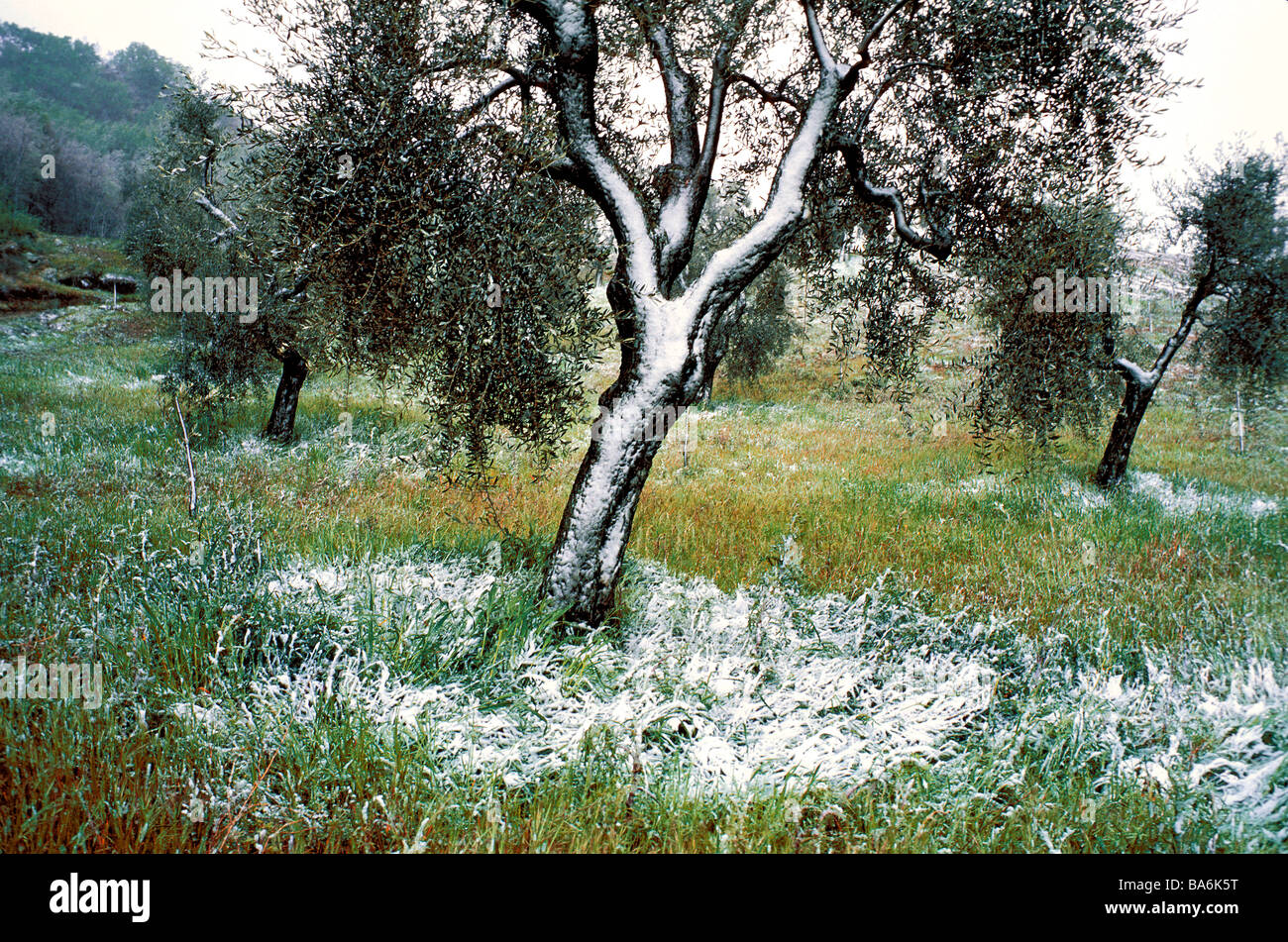 Olive tree under snow hi-res stock photography and images - Alamy