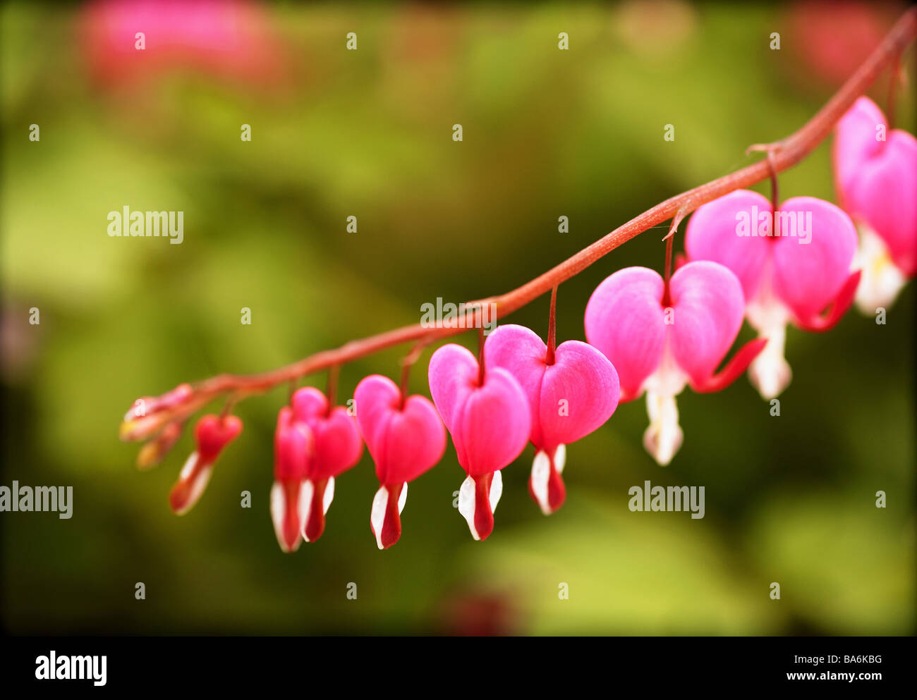 Weeping hearts flower hi-res stock photography and images - Alamy