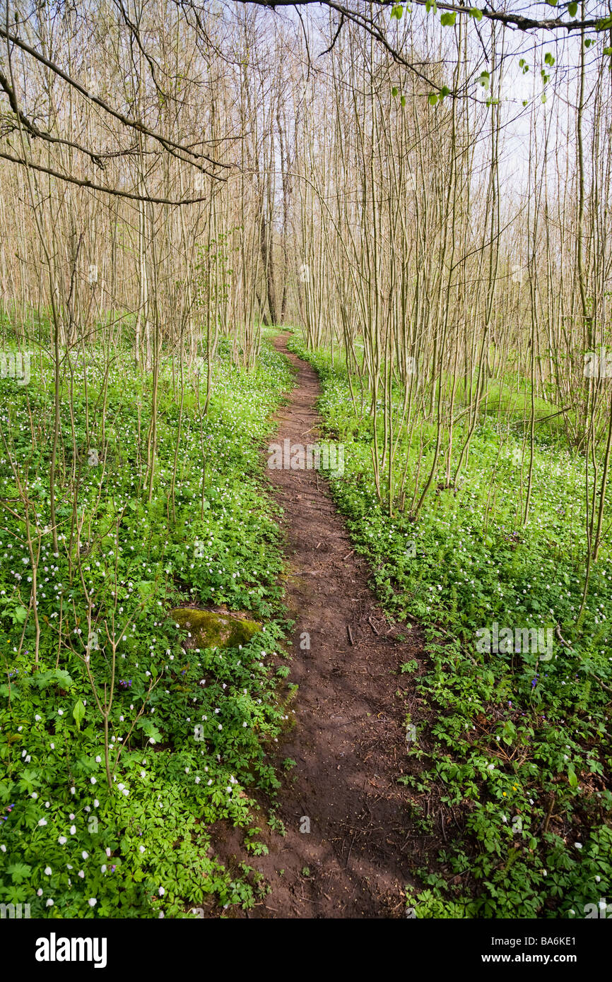 Vitsippa hi-res stock photography and images - Alamy