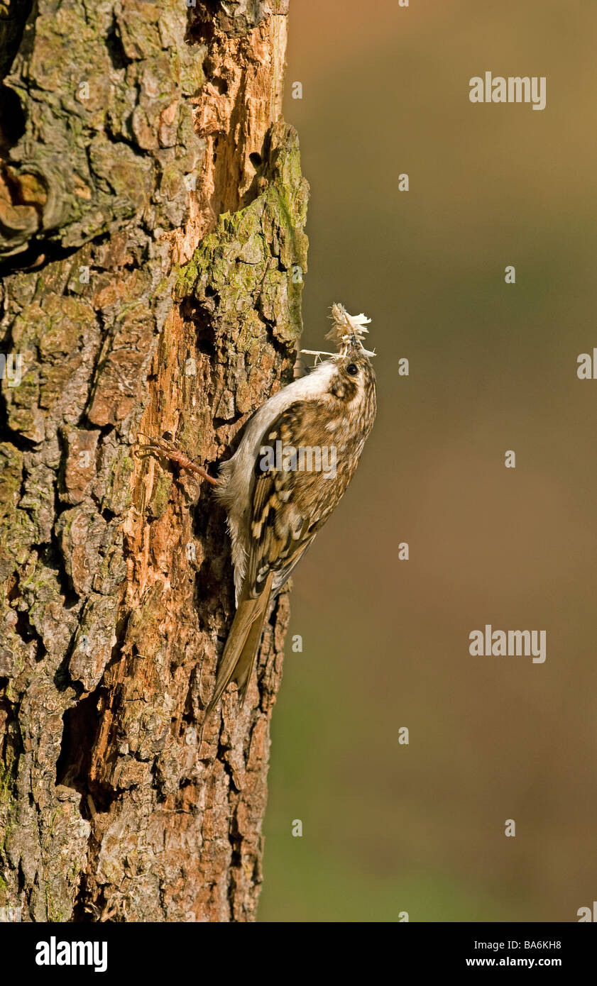 Treecreeper with nest material Stock Photo - Alamy