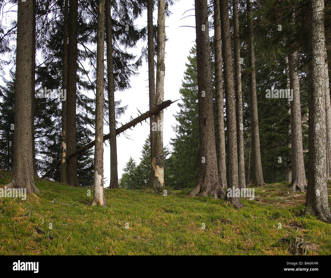 Spruce-forest detail nature vegetation botany forest needle-forest ...
