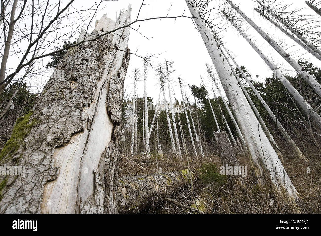 Spruce-forest detail tree-trunks bald nature vegetation botany forest ...