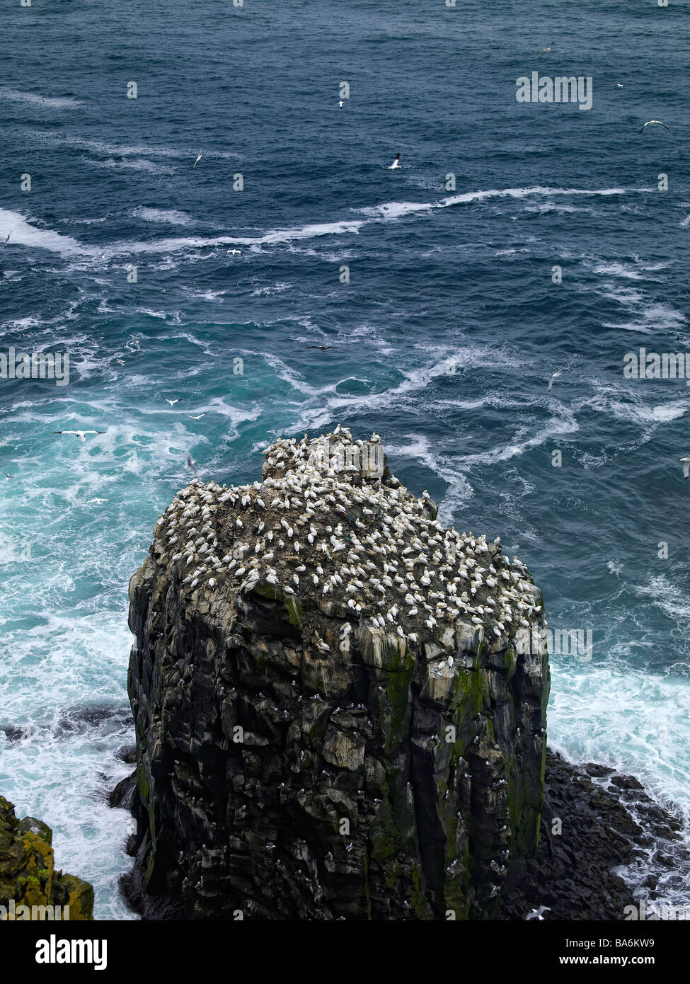 Arctic northern gannet hi-res stock photography and images - Alamy