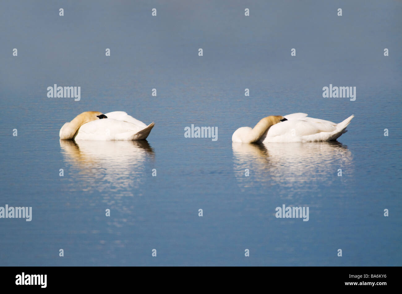 Two Mute Swans sleeping on a lake Stock Photo - Alamy