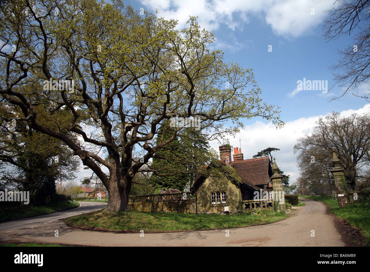 Mature tree in village hi-res stock photography and images - Alamy