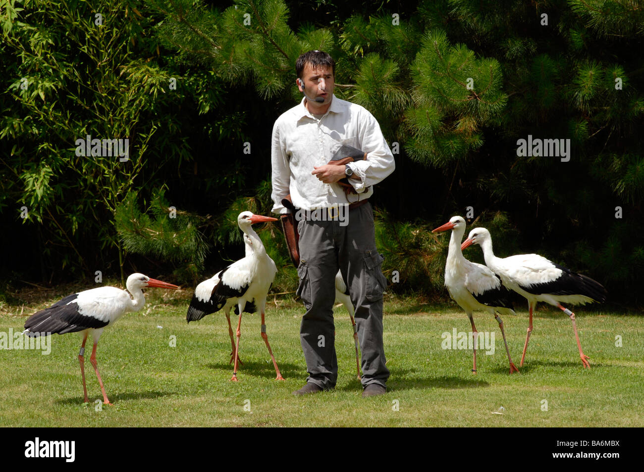 Stork at La Fleche zoo Sarthe France Stock Photo - Alamy