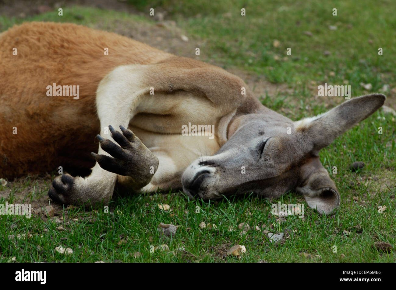 Kangaroo sleeping hi-res stock photography and images - Alamy