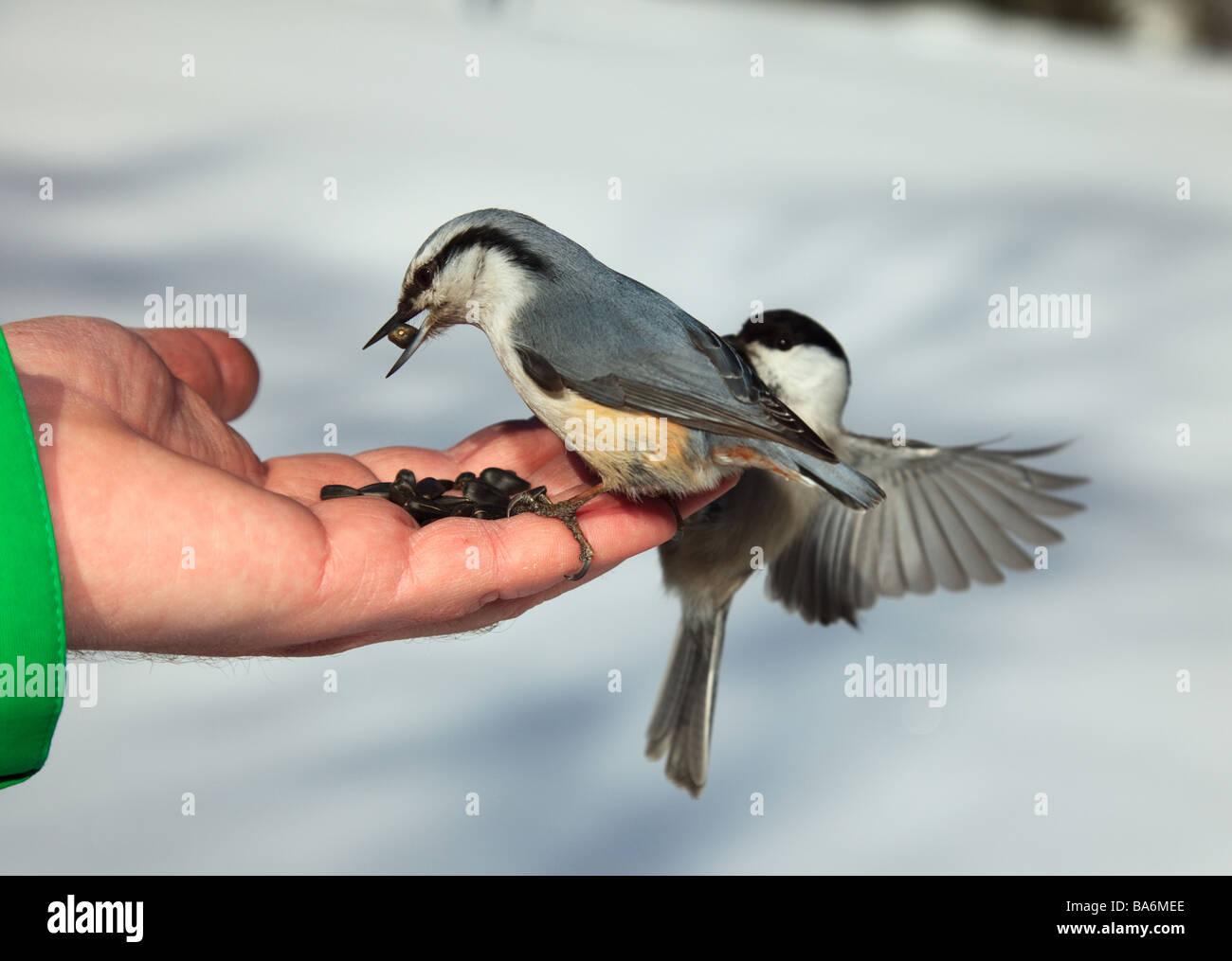 Birds on the palm Stock Photo - Alamy