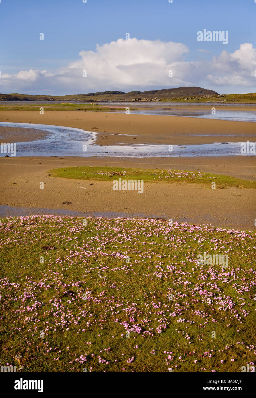 Sea Pink (Armeria Maritima) along sandy shores, Oronsay, Island of ...