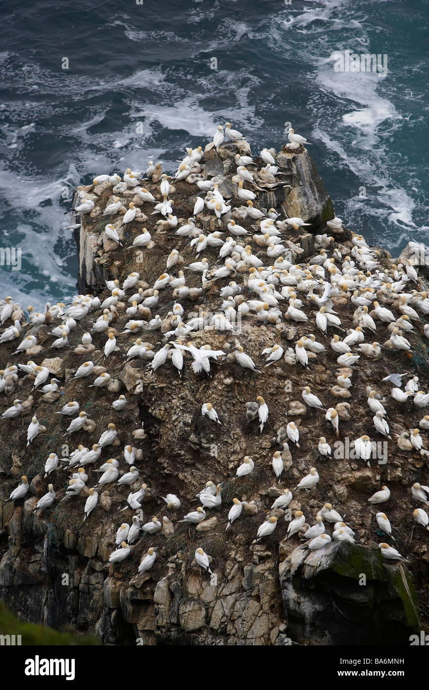 Arctic northern gannet hi-res stock photography and images - Alamy