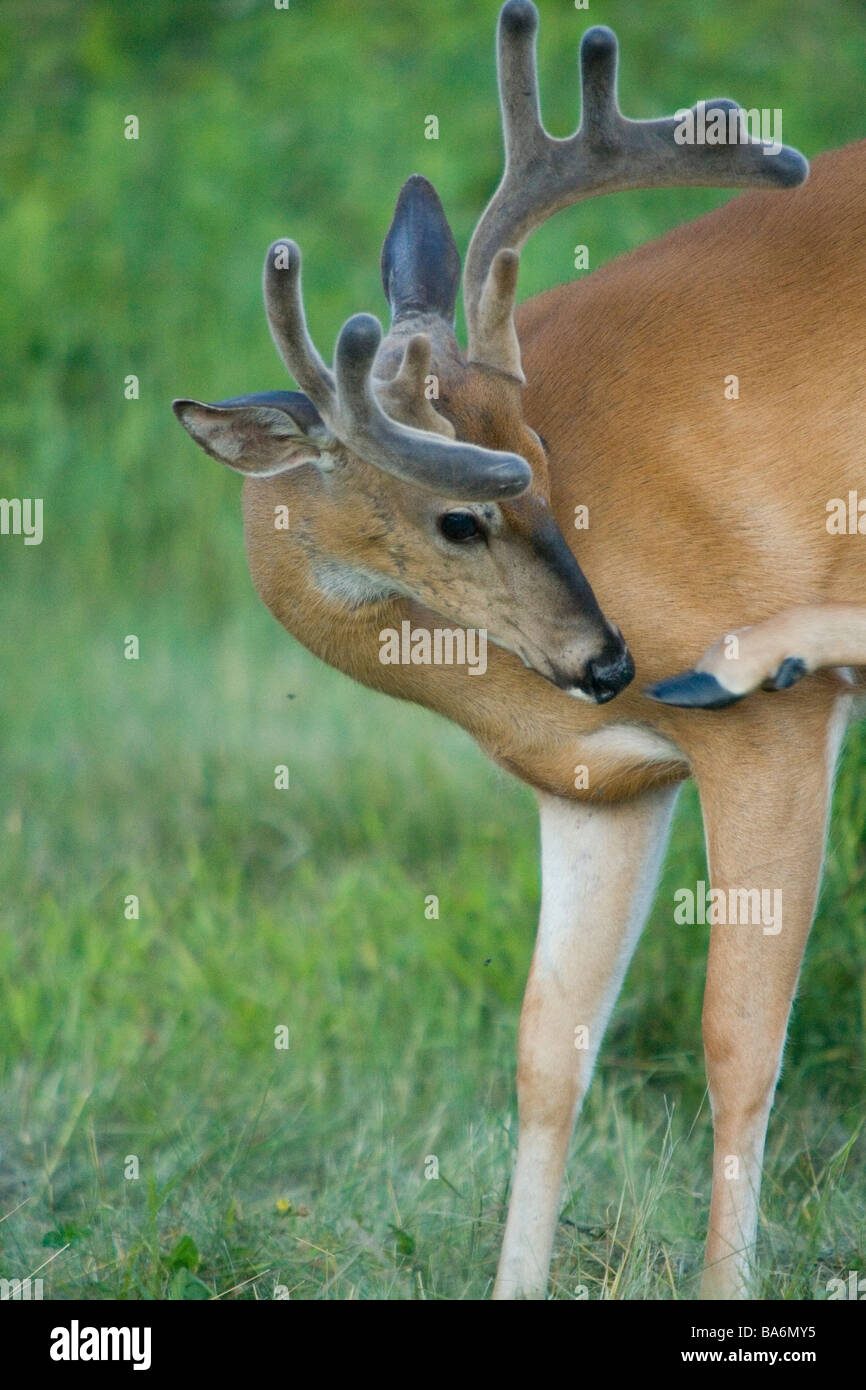 White-tailed buck scratching his nose Stock Photo - Alamy
