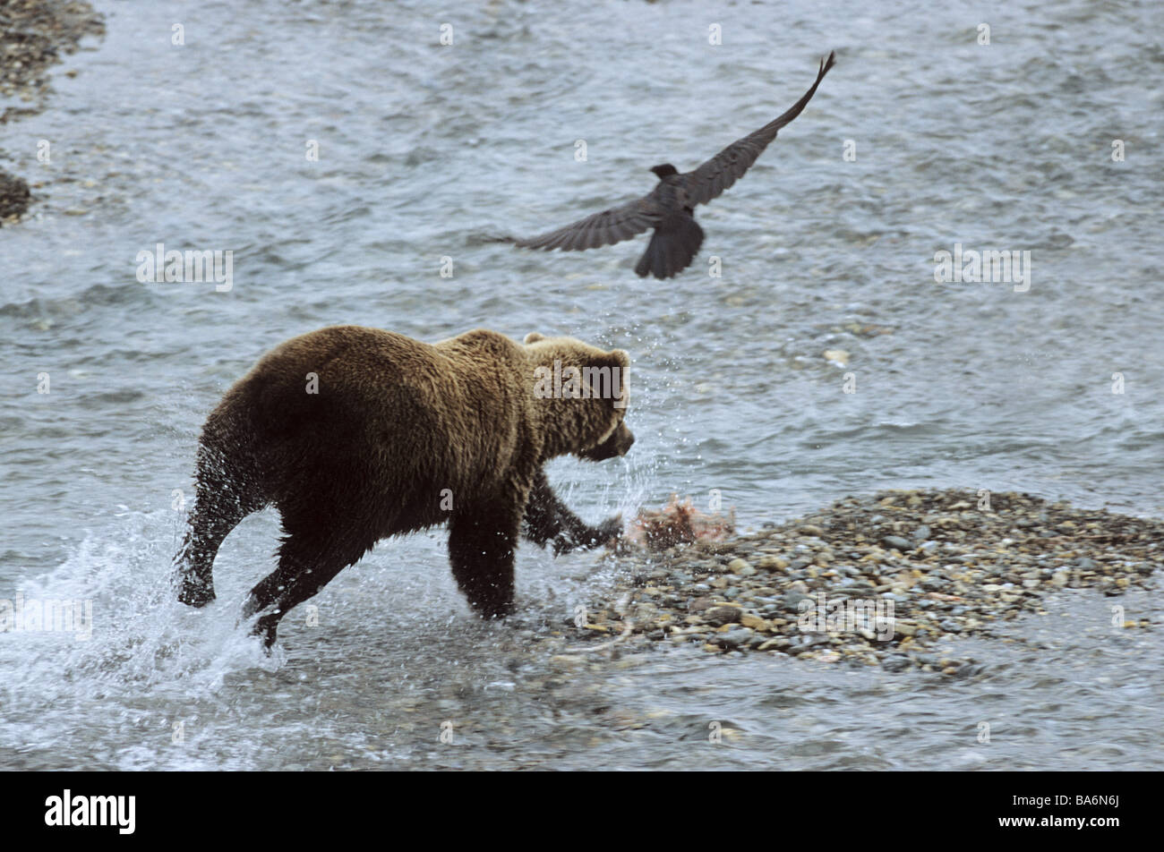 Bear prey hi-res stock photography and images - Alamy