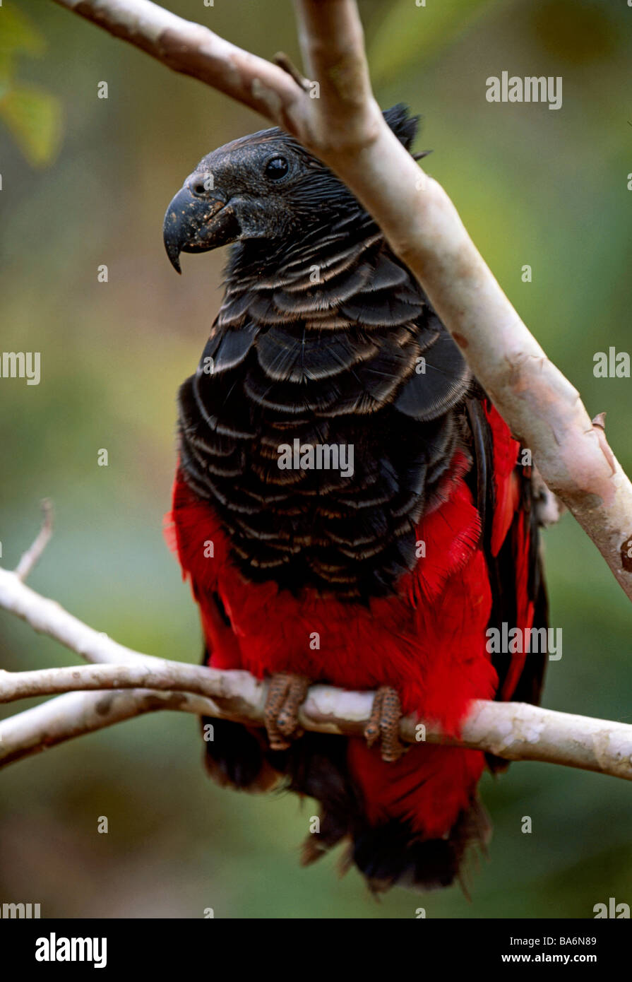 Papua New Guinea, Southern Highlands Province, Bosavi region, Olobia ...