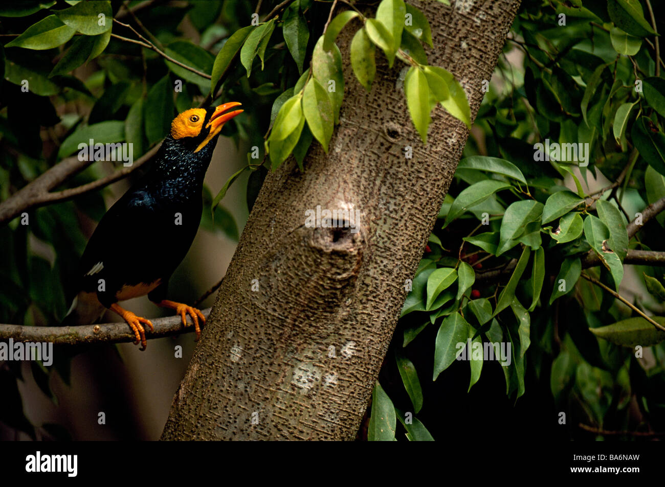 Papua New Guinea, Southern Highlands Province, Bosavi region, bird ...