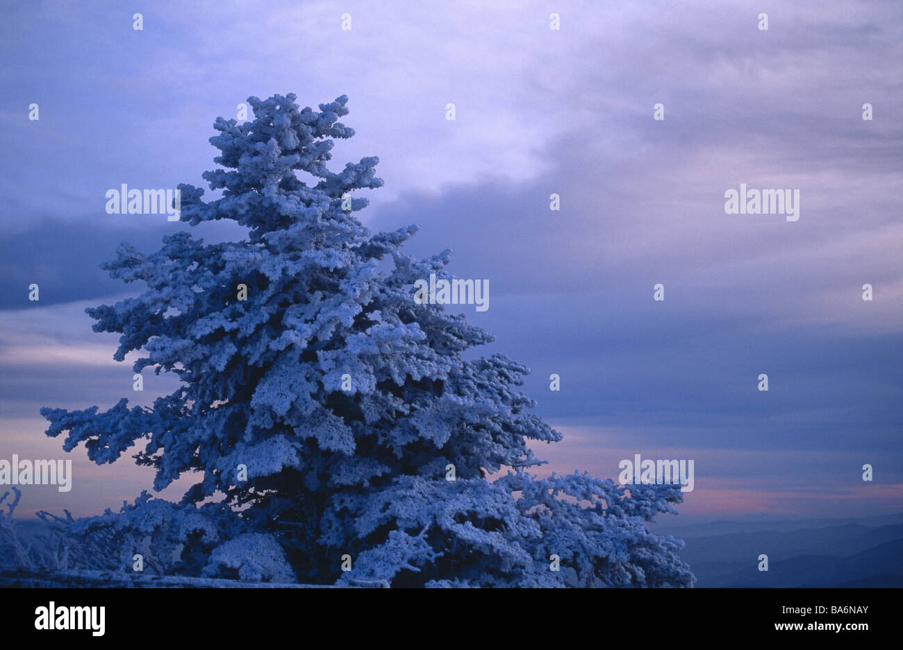 Conifer snow detail twilight series plant tree snow-covered snow snowed ...