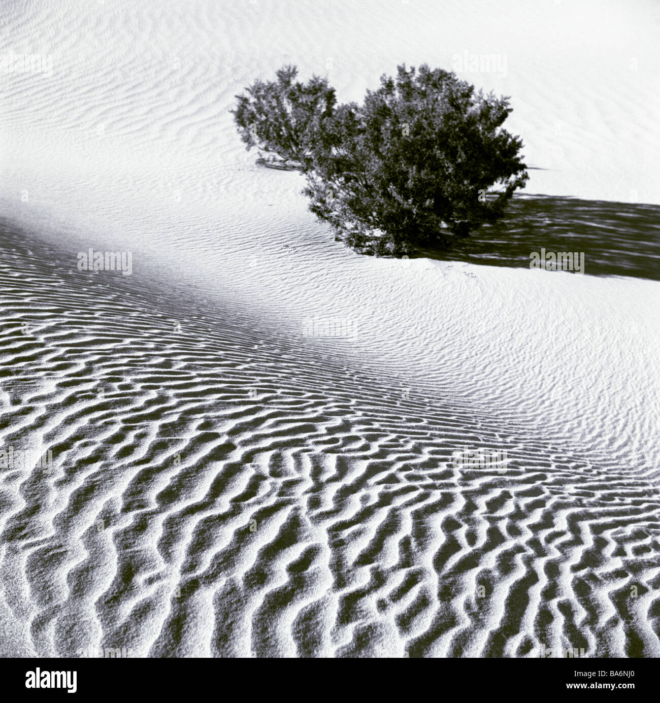 Squander sand-dune shrub s/w sand-desert sand Rippelmarken vegetation ...