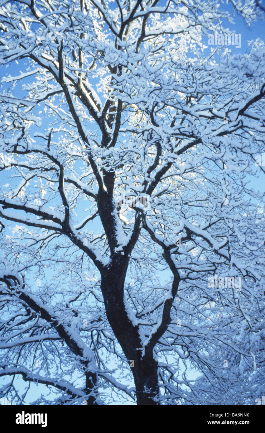 Tree snow detail series forest foliage-tree bald branches branches snow ...