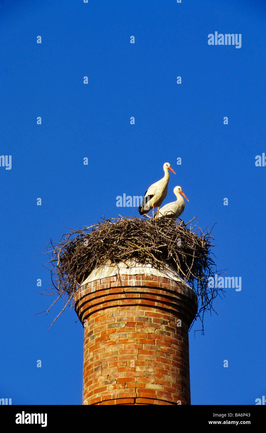 Alsace emblem bird hi-res stock photography and images - Alamy