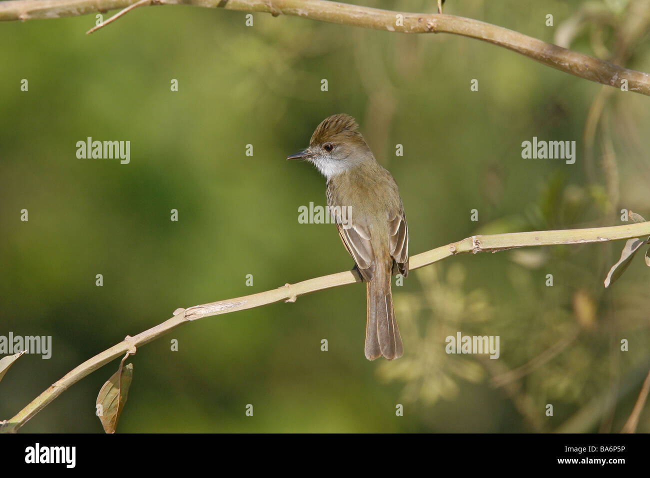 Jungle flycatcher hi-res stock photography and images - Alamy