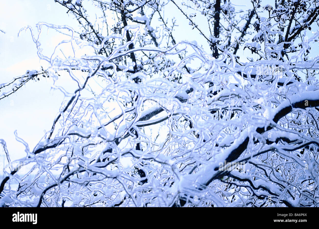 Tree snow detail series foliage-tree shrub bald branches branches snow ...