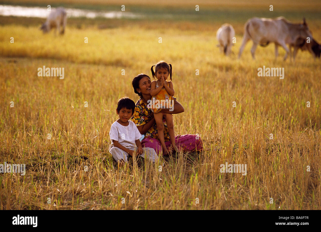 Cambodia, Kompong Thom, family in a ricefield Stock Photo - Alamy