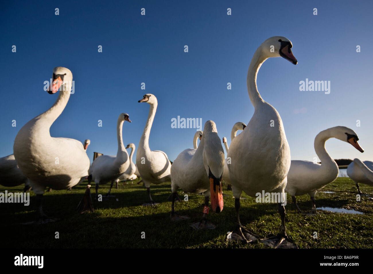 A group of swans Stock Photo - Alamy