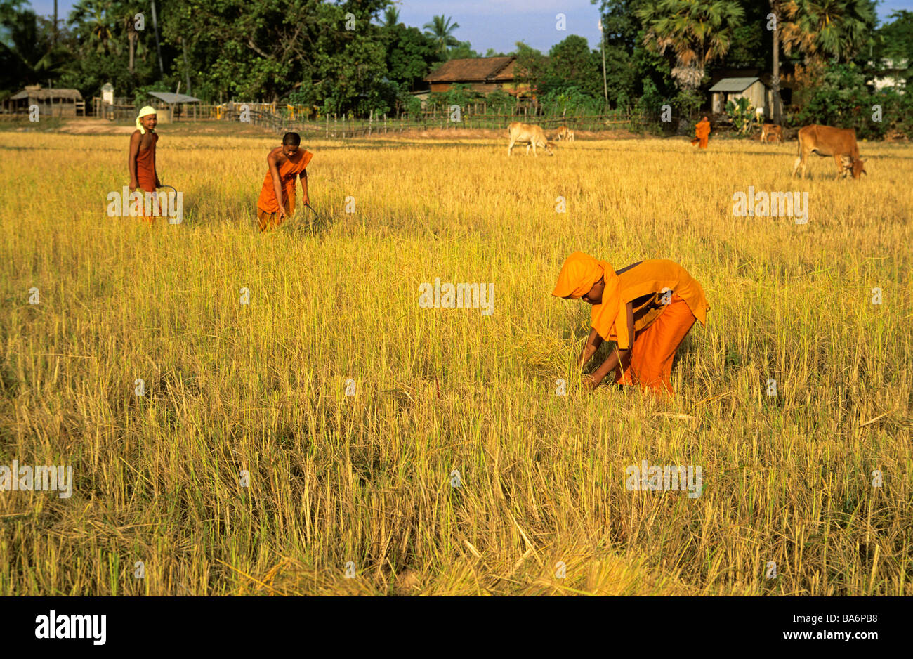 Cambodia, Kompong Thom, monks cutting rice in front of their Pagoda ...