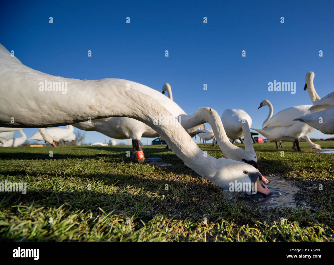 Thirsty swan hi-res stock photography and images - Alamy