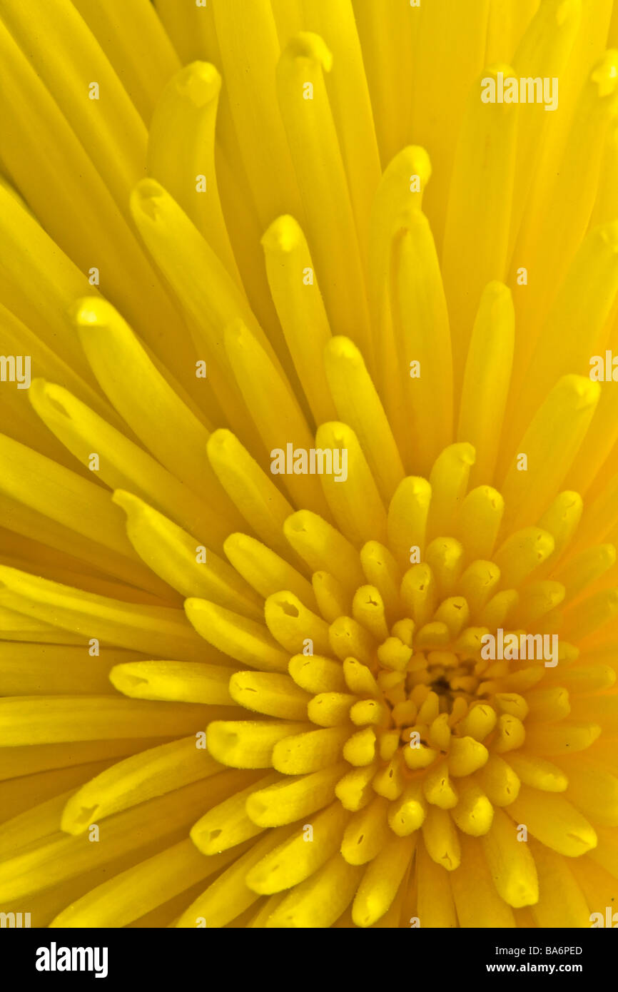 Flower close up Stock Photo - Alamy
