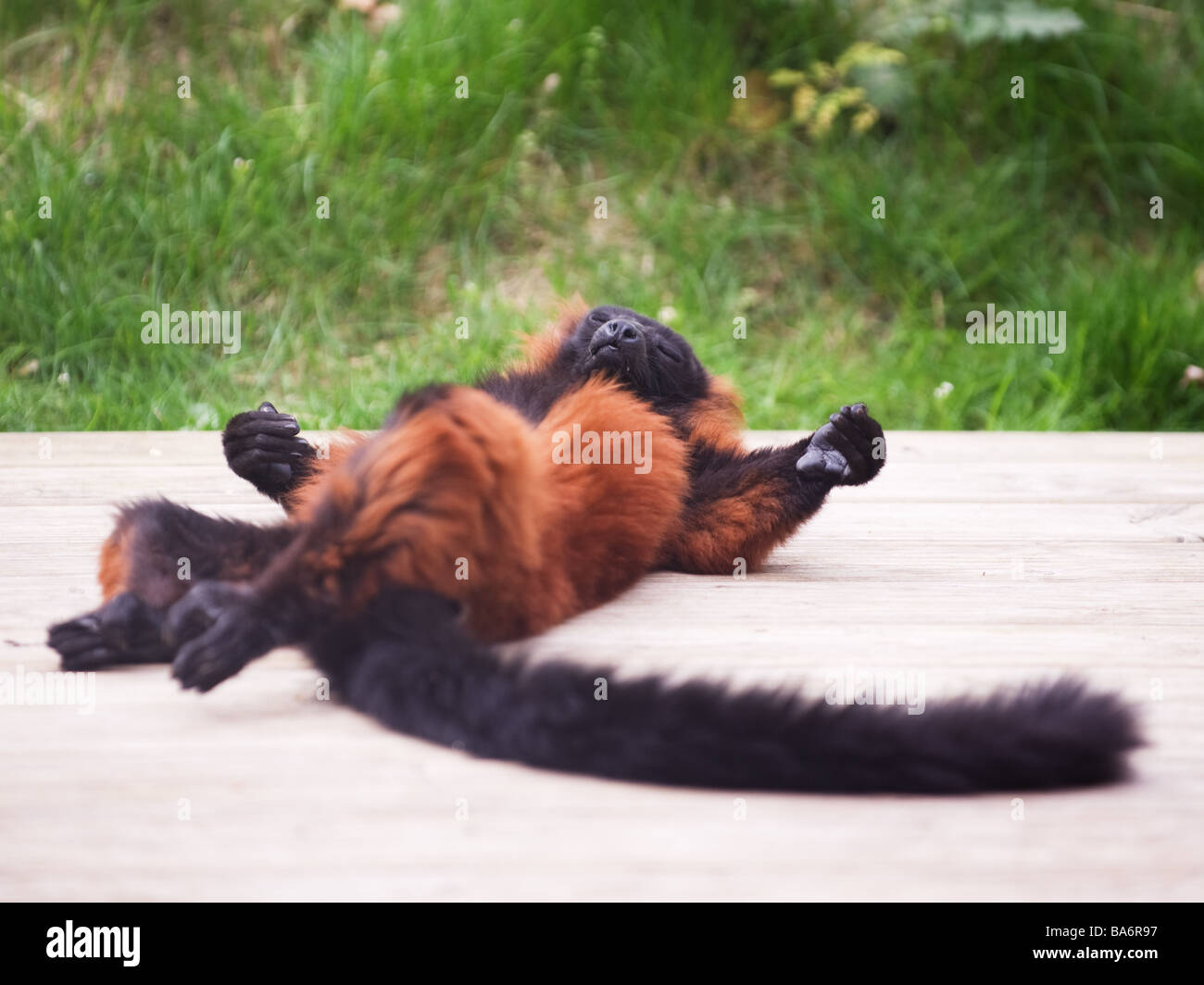 Lemur on his back Stock Photo - Alamy