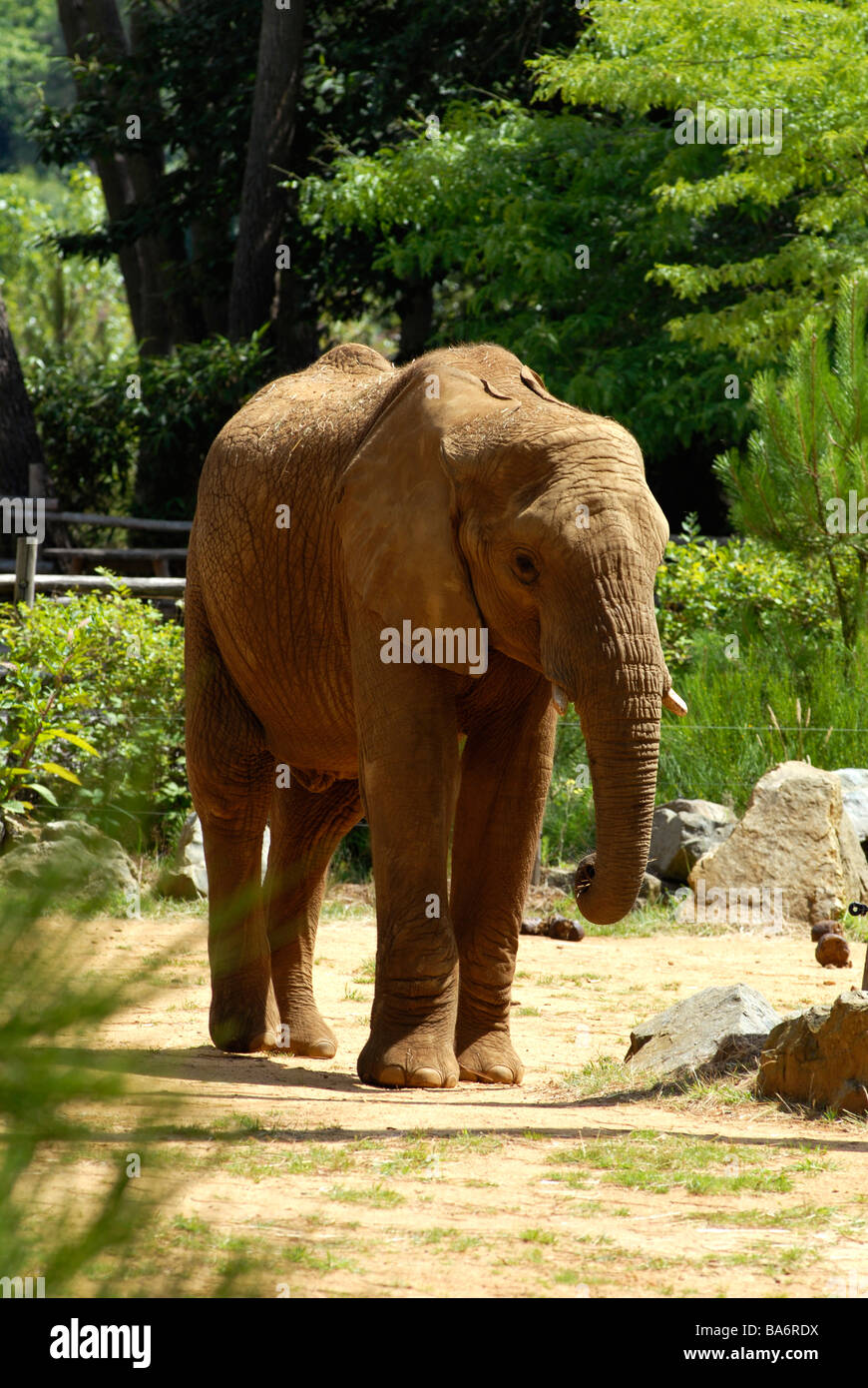 Young asian elephant at La Fleche zoo Sarthe France Stock Photo - Alamy
