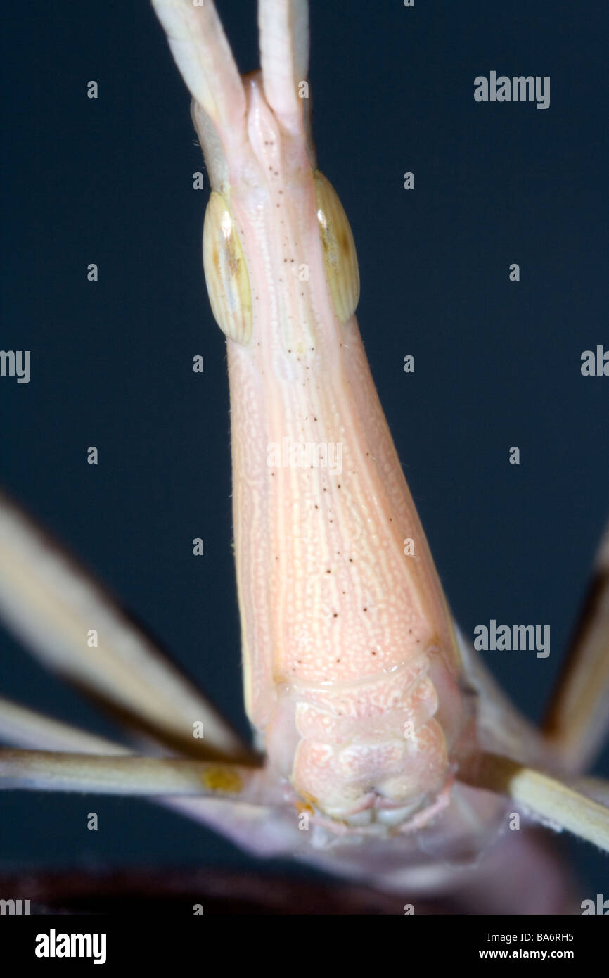 Nasuta hi-res stock photography and images - Alamy