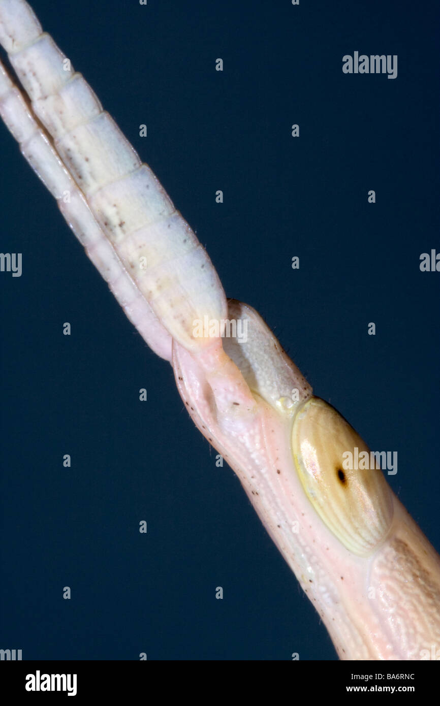 Feelers hi-res stock photography and images - Alamy