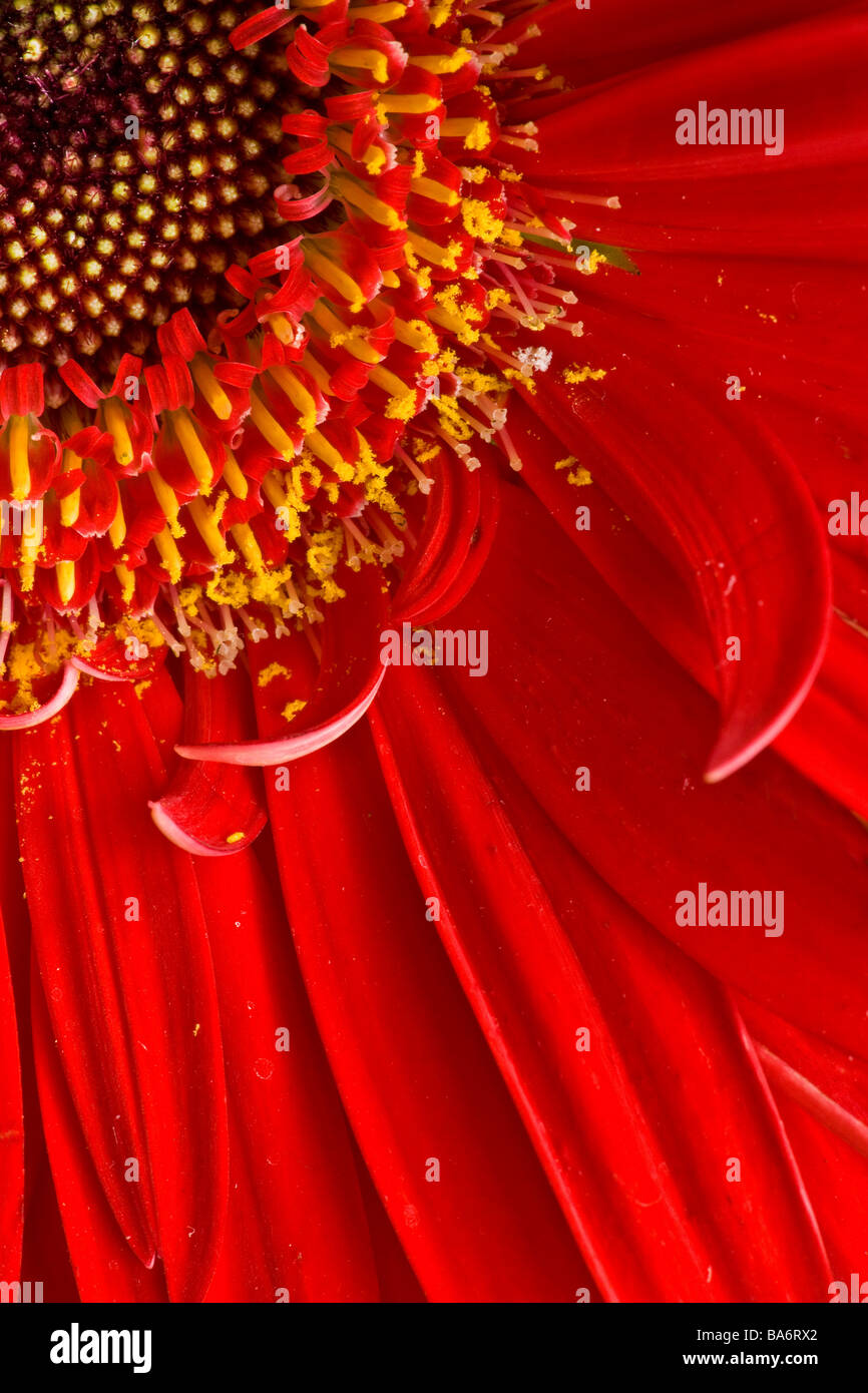 Flower close up Stock Photo - Alamy
