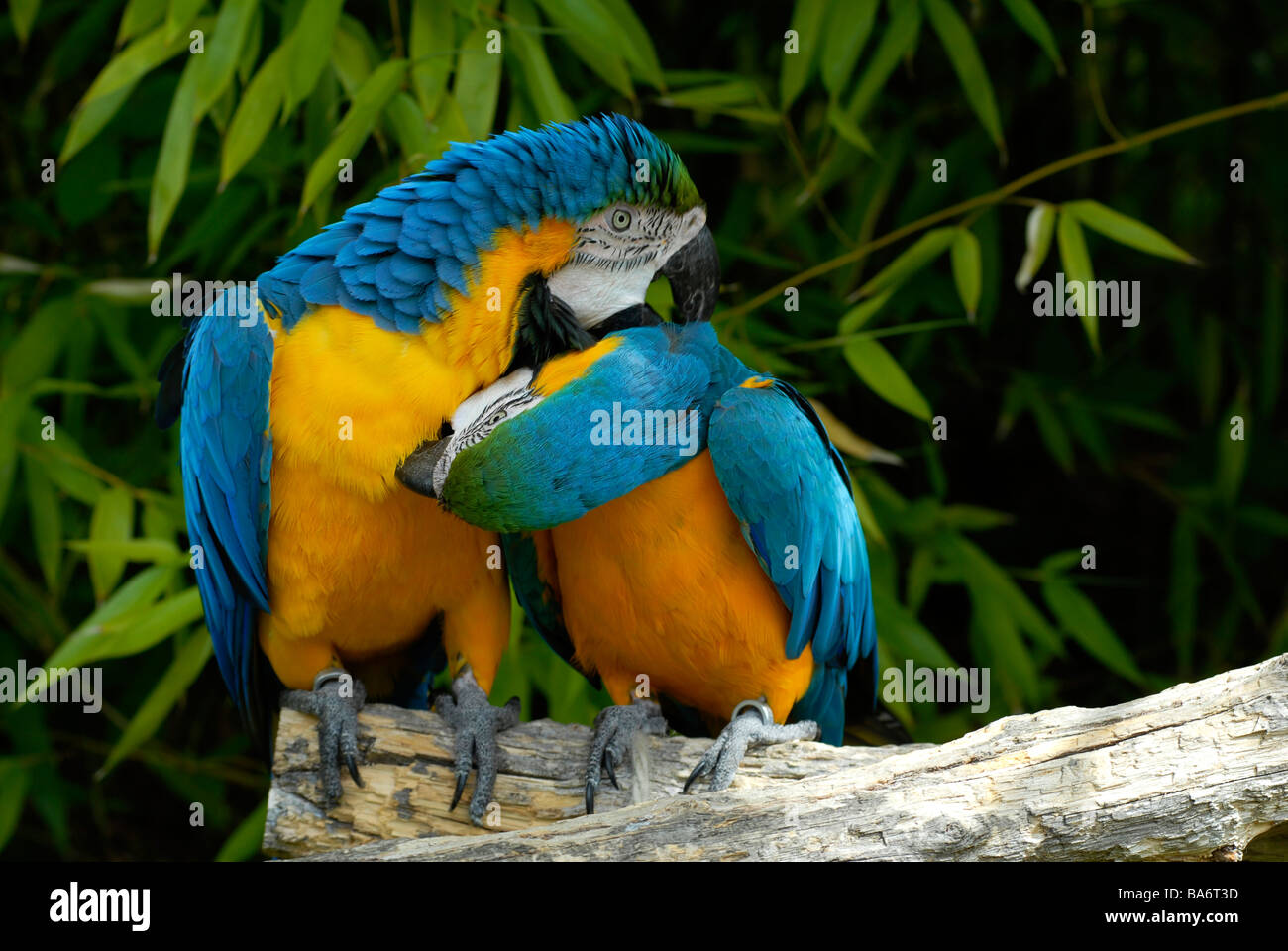 Parrot couple hi-res stock photography and images - Alamy