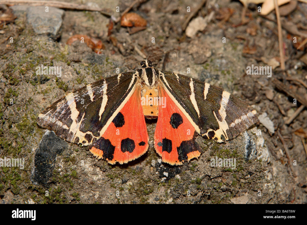Greece island Rhodes stub detail butterfly Russian bear Callimorpha ...